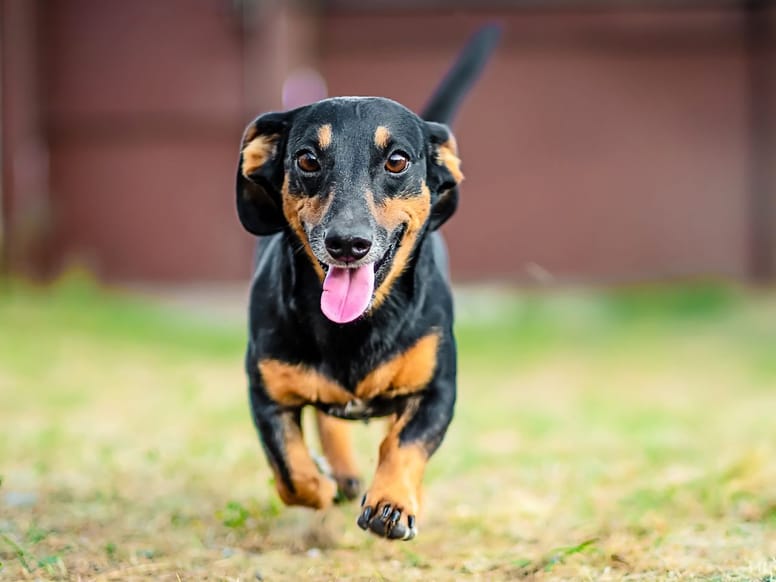 Los mejores nombres para perros salchichas Los mejores nombres para perros salchichas